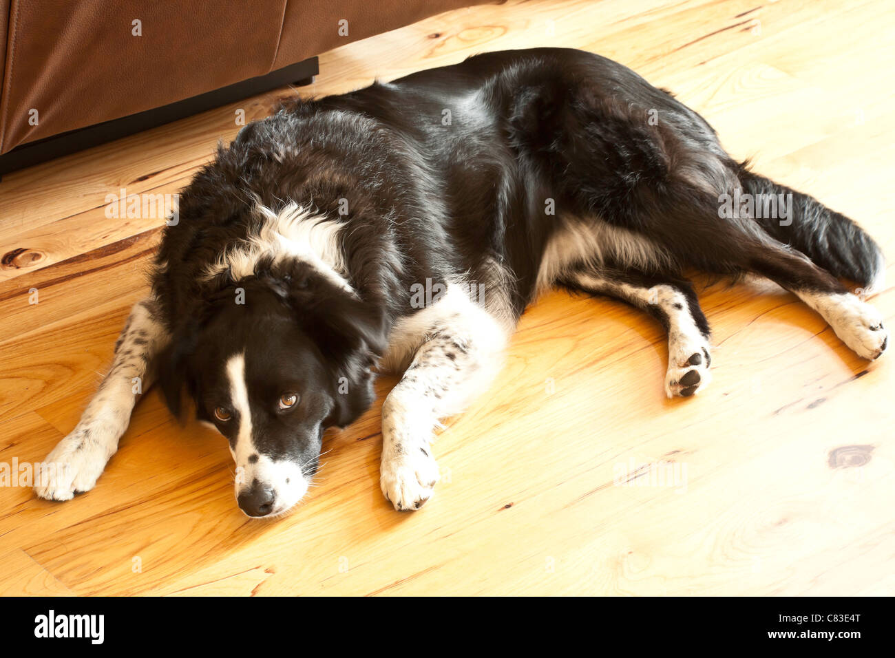 Border Collie Resting on Wooden Floor Stock Photo - Alamy