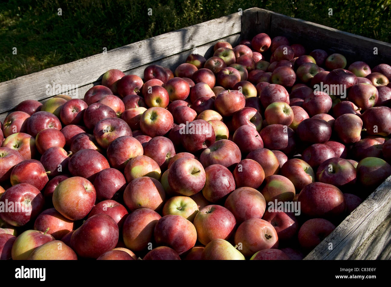 Apple colonnade hi-res stock photography and images - Alamy