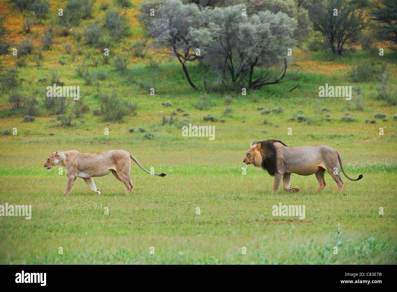 Male lion and lioness hi-res stock photography and images - Alamy