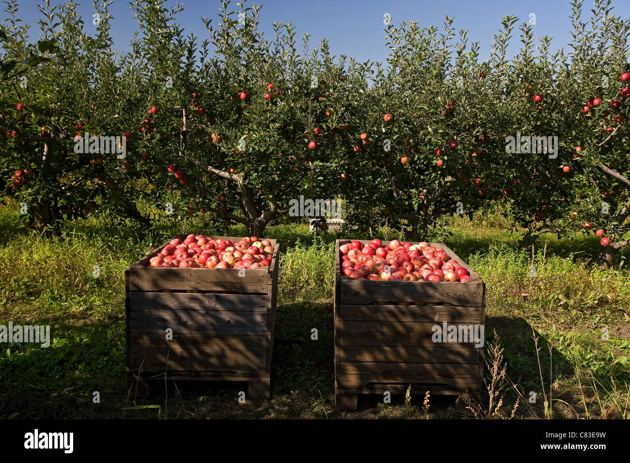 Apple colonnade hi-res stock photography and images - Alamy
