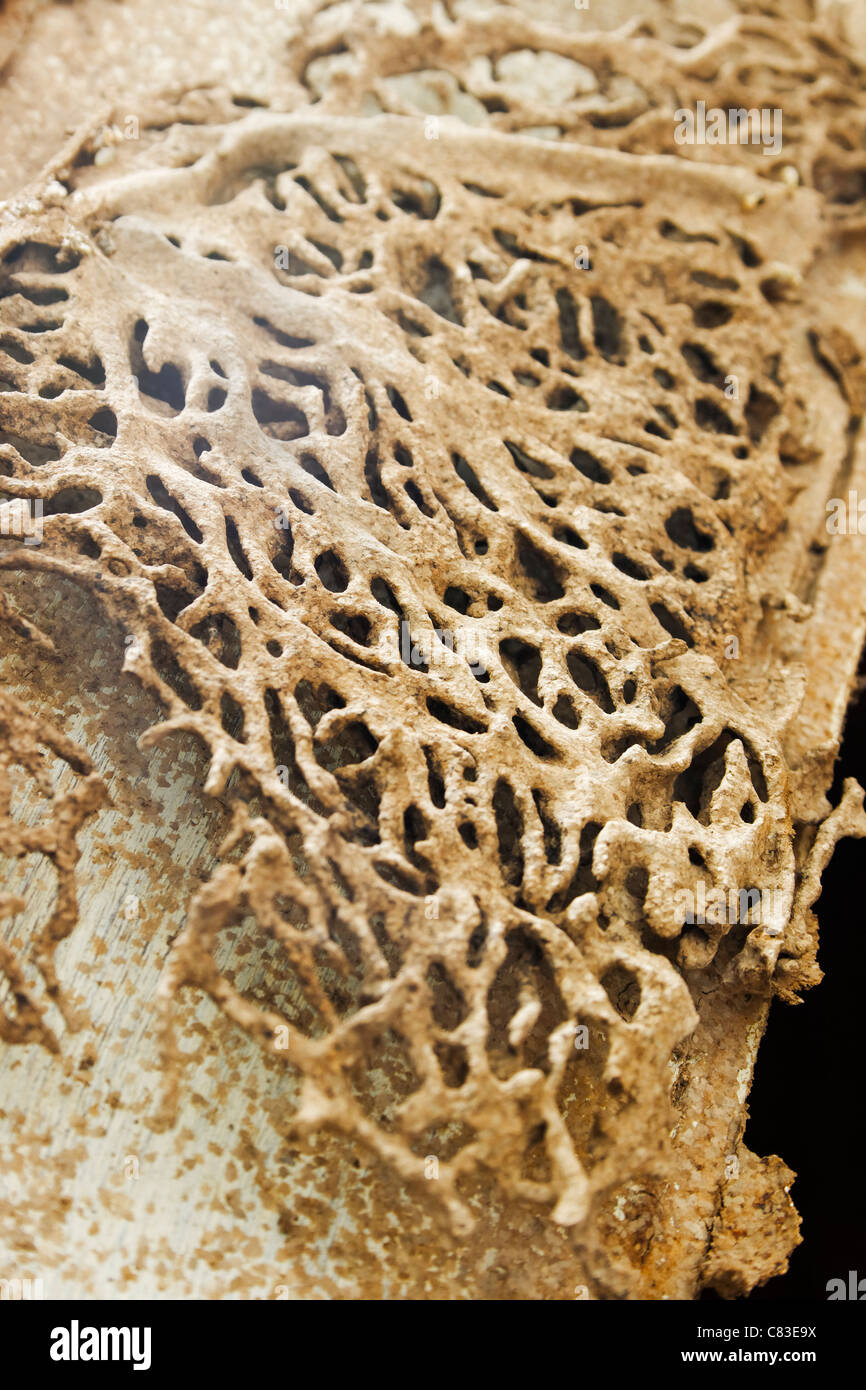 Termite damage hi-res stock photography and images - Alamy