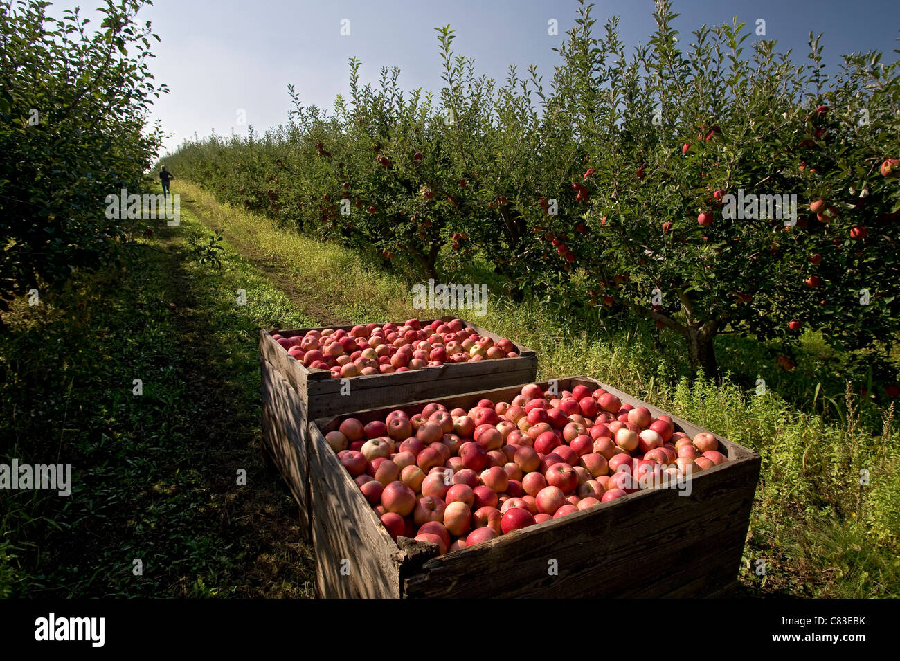 Self harvest fruit hi-res stock photography and images - Alamy