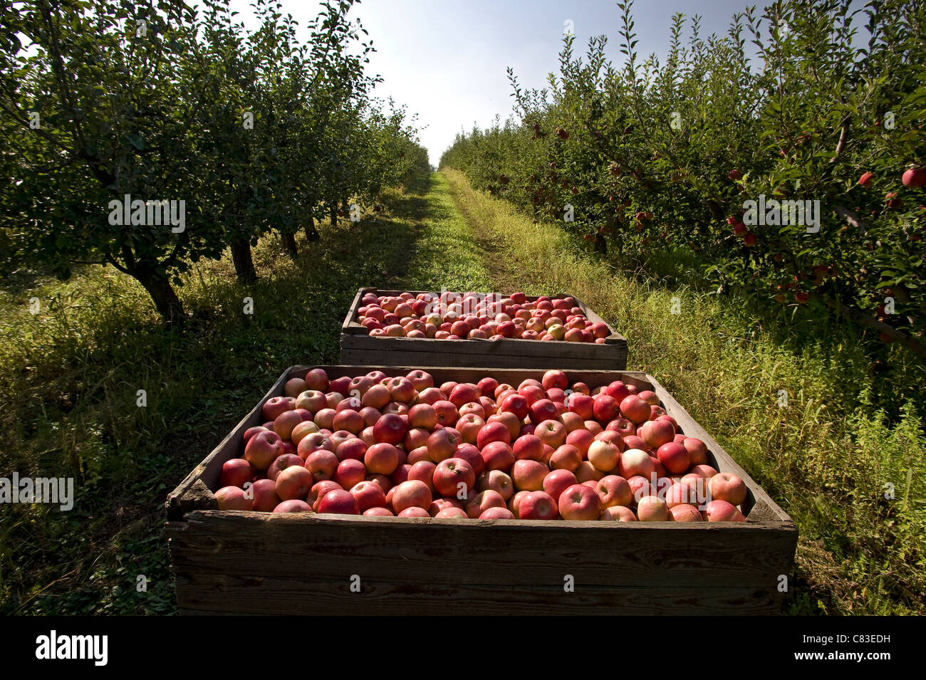 Apple colonnade hi-res stock photography and images - Alamy