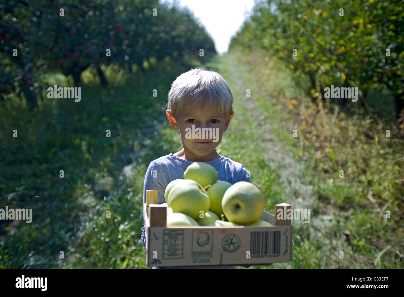 boy with apples Stock Photo - Alamy