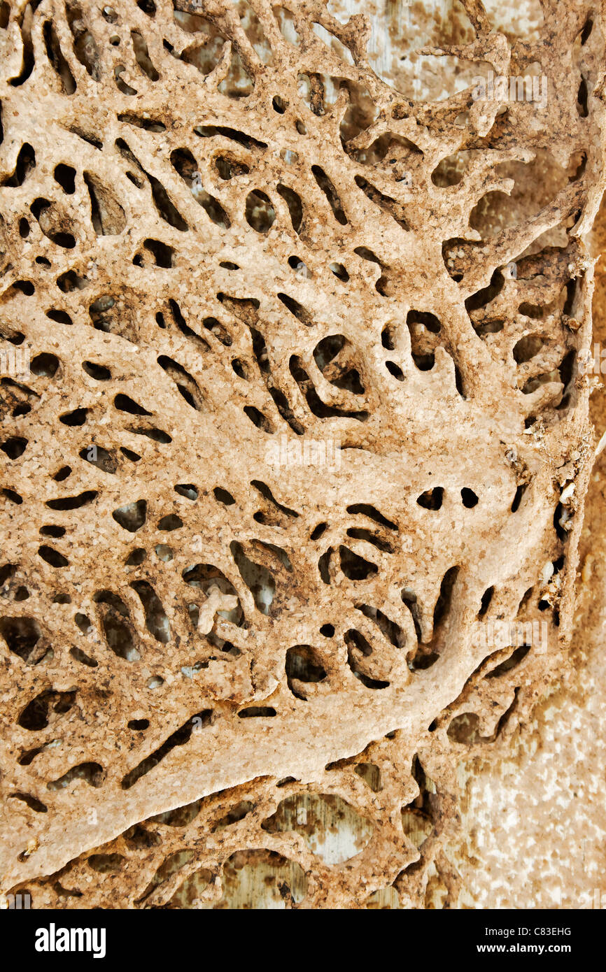 Termite tunnels hi-res stock photography and images - Alamy