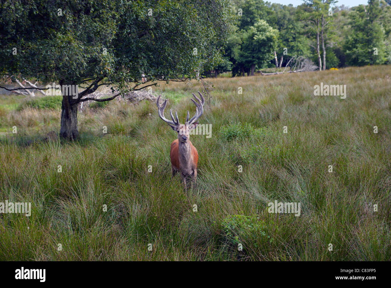 The Natural Habitat Of The Red Deer Is Forest High Resolution Stock ...