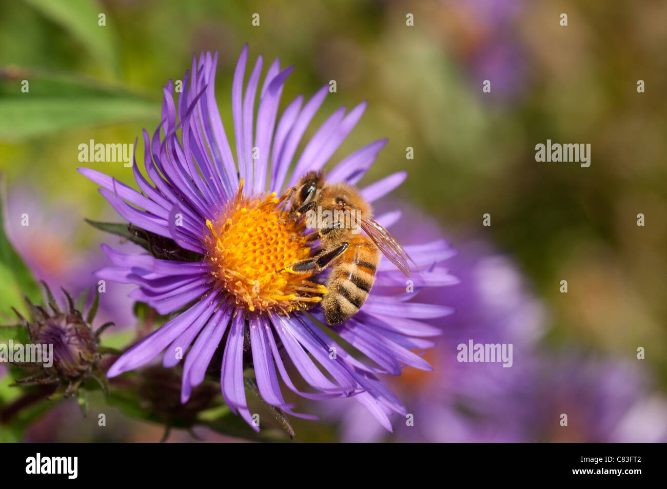 Honey bees on blue aster Stock Photo - Alamy