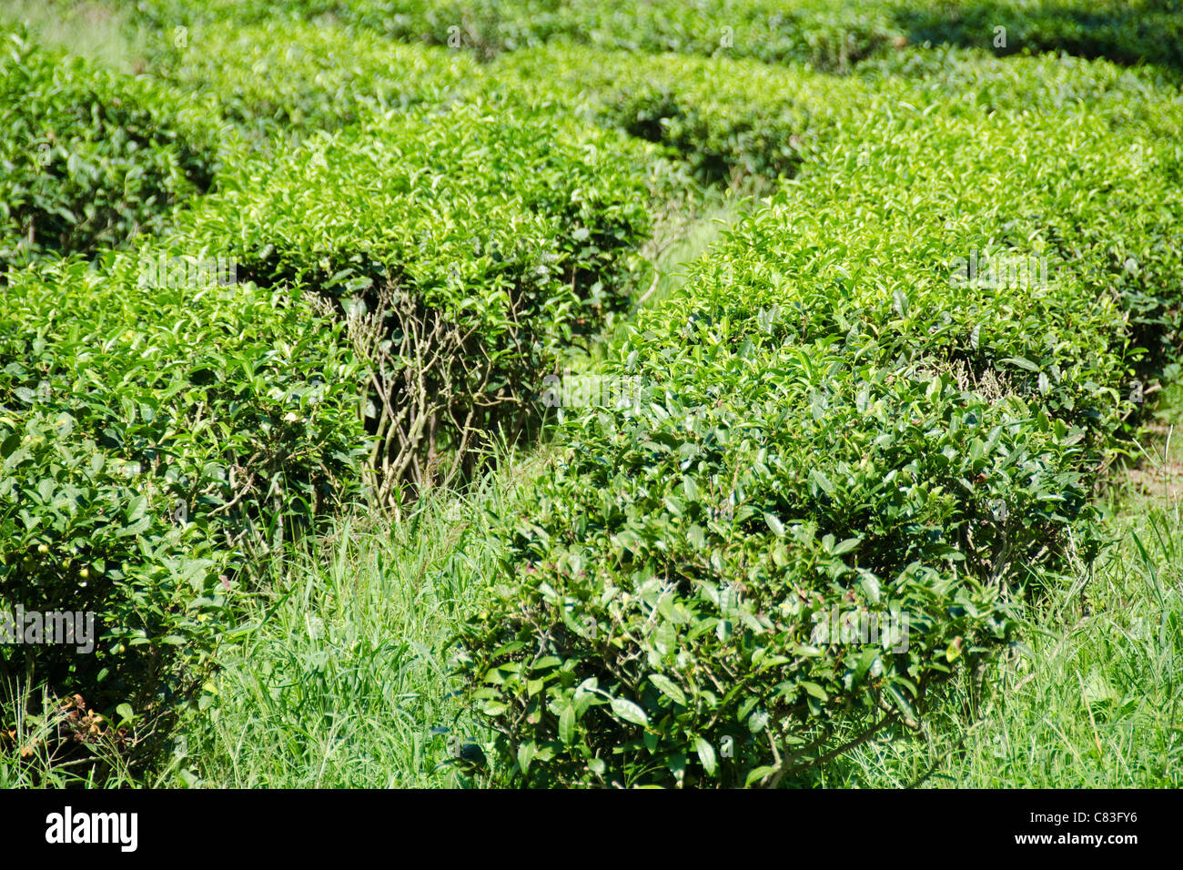 Tea plant plants plantation hi-res stock photography and images - Alamy