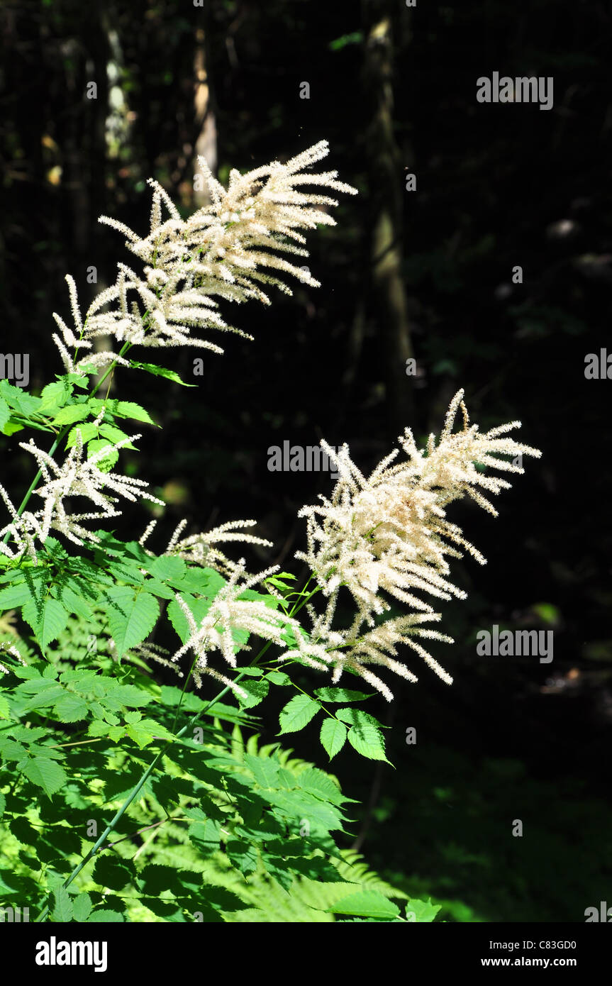 Goat's beard (Aruncus dioicus Stock Photo - Alamy