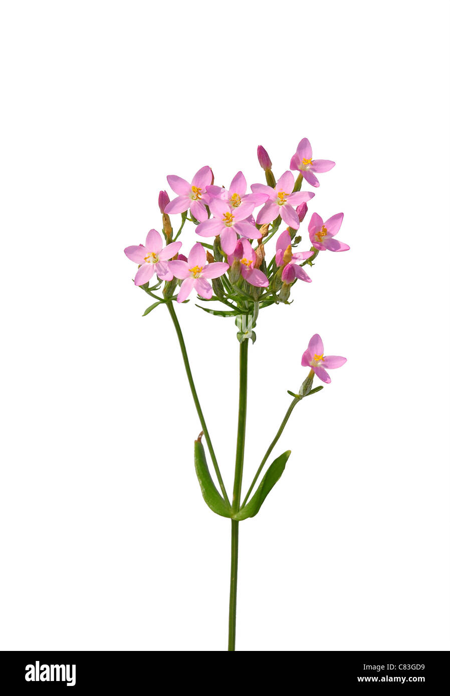 Common centaury (Centaurium erythraea Stock Photo - Alamy