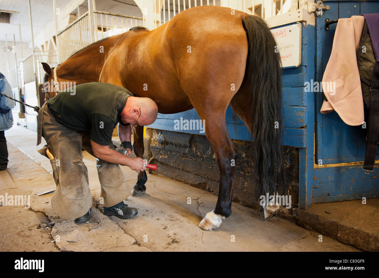 Farrier in action Stock Photo - Alamy