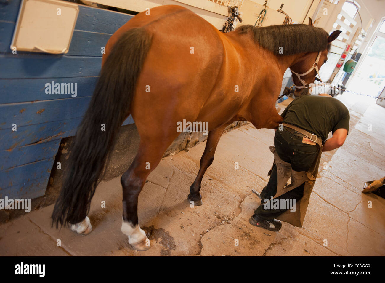 Farrier in action Stock Photo - Alamy