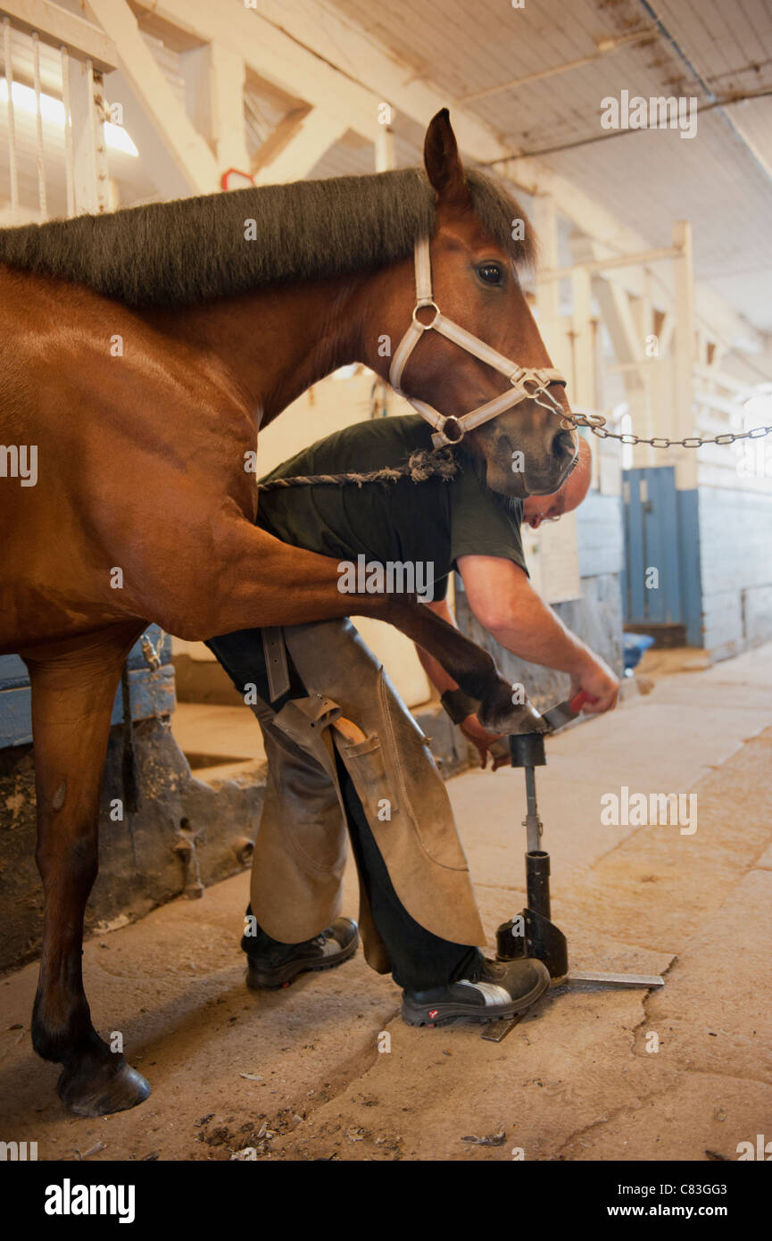 Farrier in action Stock Photo - Alamy
