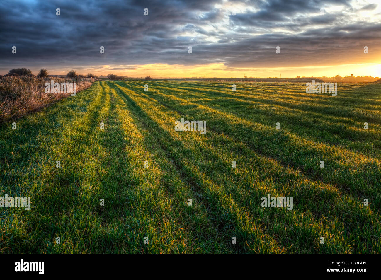 Fenland meadow hi-res stock photography and images - Alamy