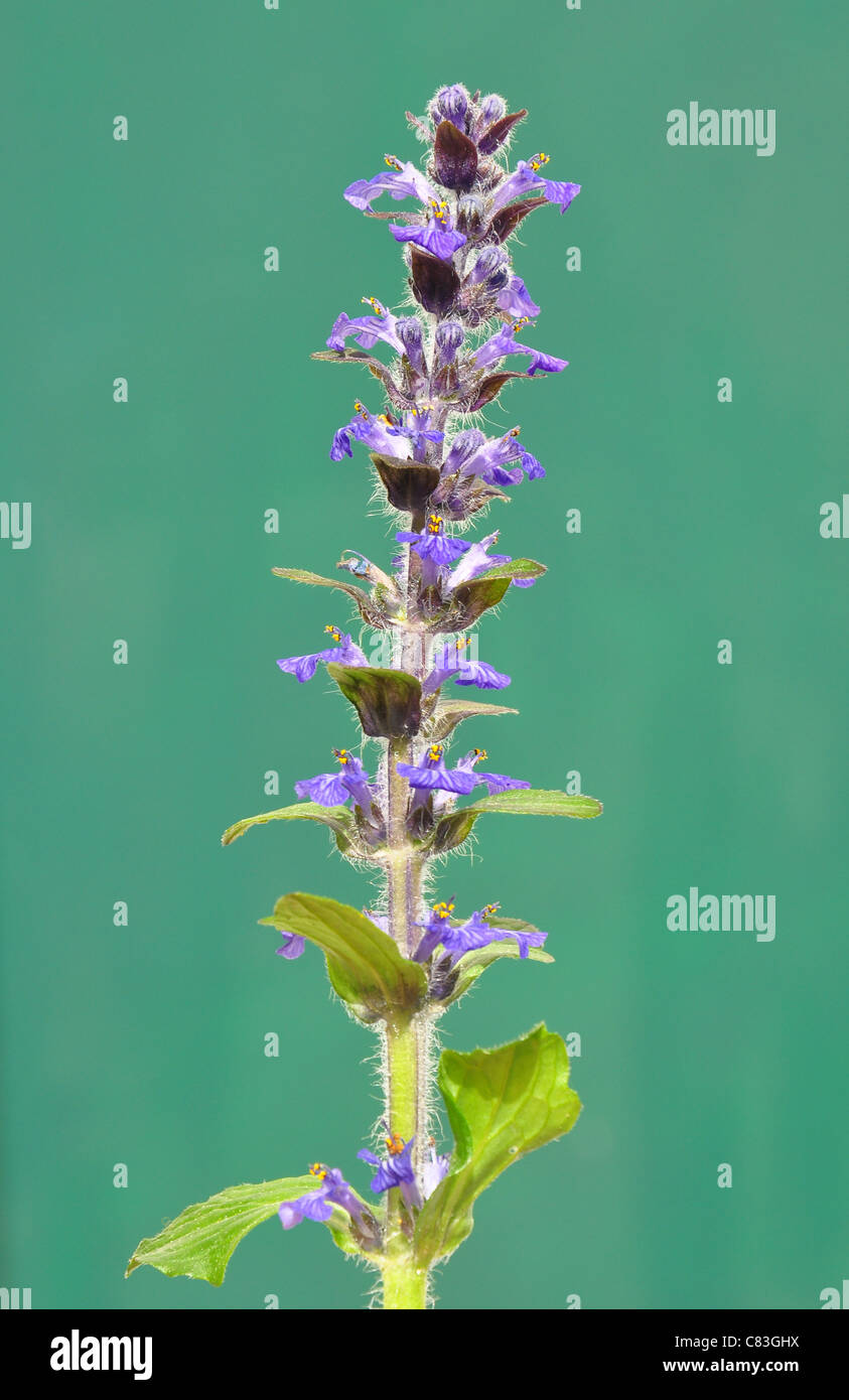 Blue bugle (Ajuga reptans Stock Photo - Alamy