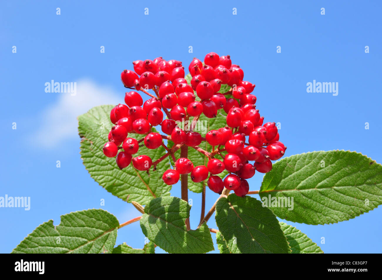 Wayfaring tree (Viburnum lantana Stock Photo - Alamy