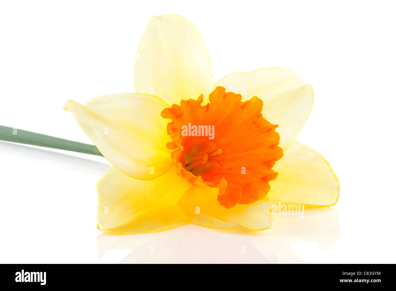 Yellow with orange daffodil flower over white background Stock Photo ...