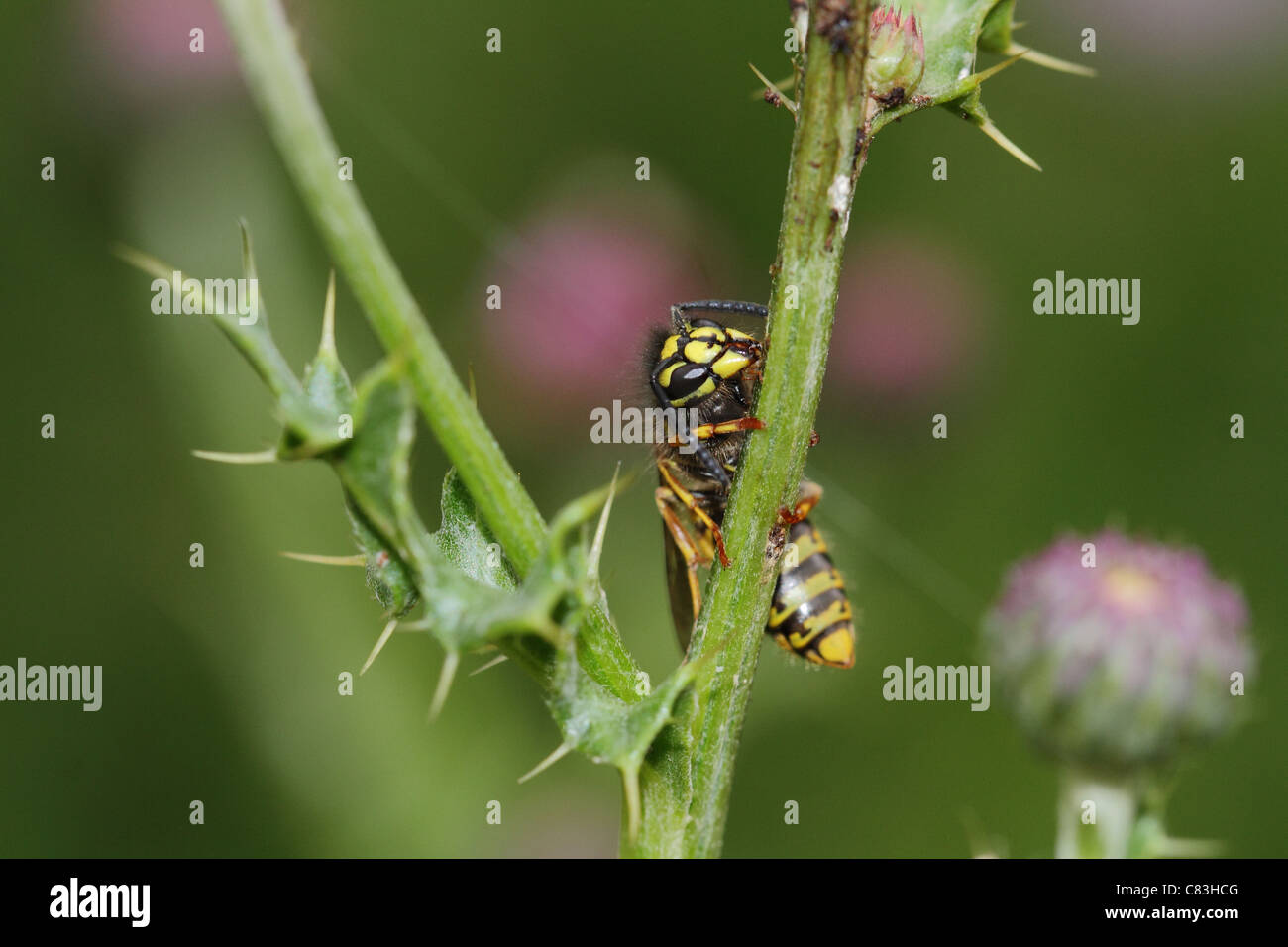 Wasp landed on a flower hi-res stock photography and images - Alamy