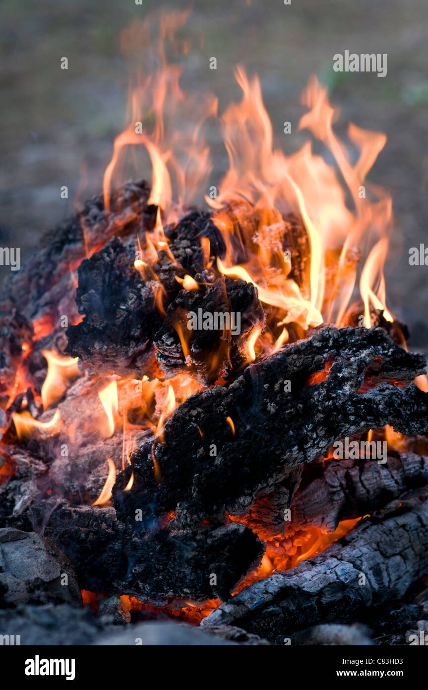 close up of a log fire with flames and pine needles Stock Photo - Alamy