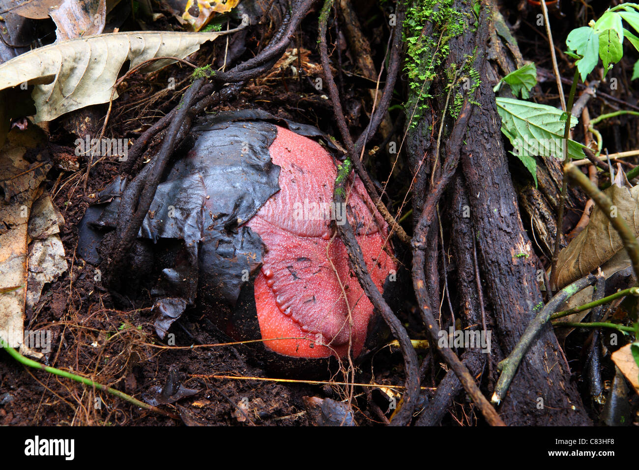 Rafflesia bud (Rafflesia arnoldii) before opening. Bukittinggi, West ...