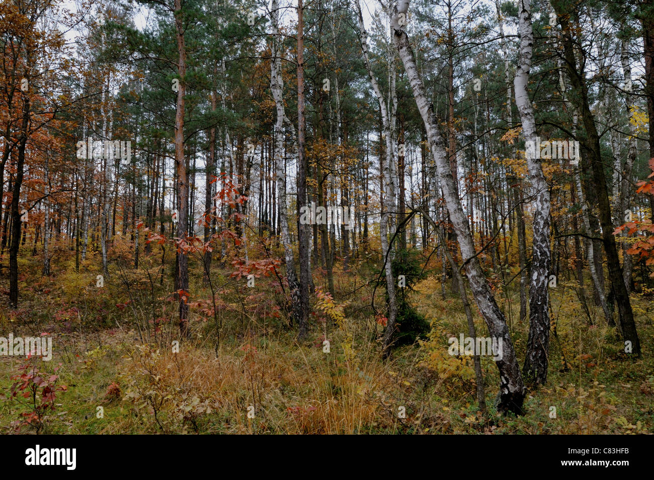 Autumn colors in the forest - late autumn Stock Photo - Alamy