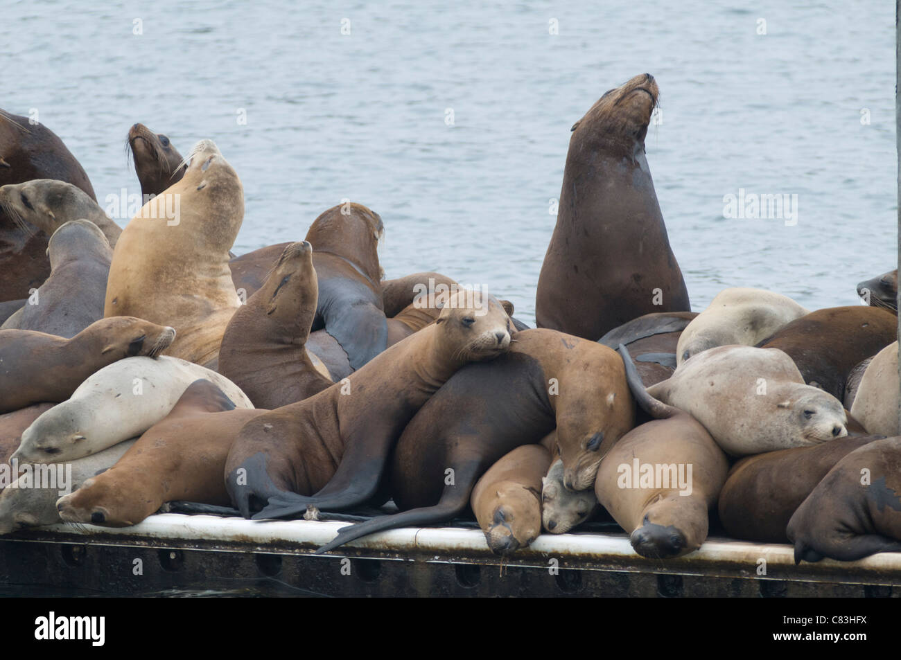 Seals on Pier, Moss Landing, Moterey Bay, California Stock Photo - Alamy