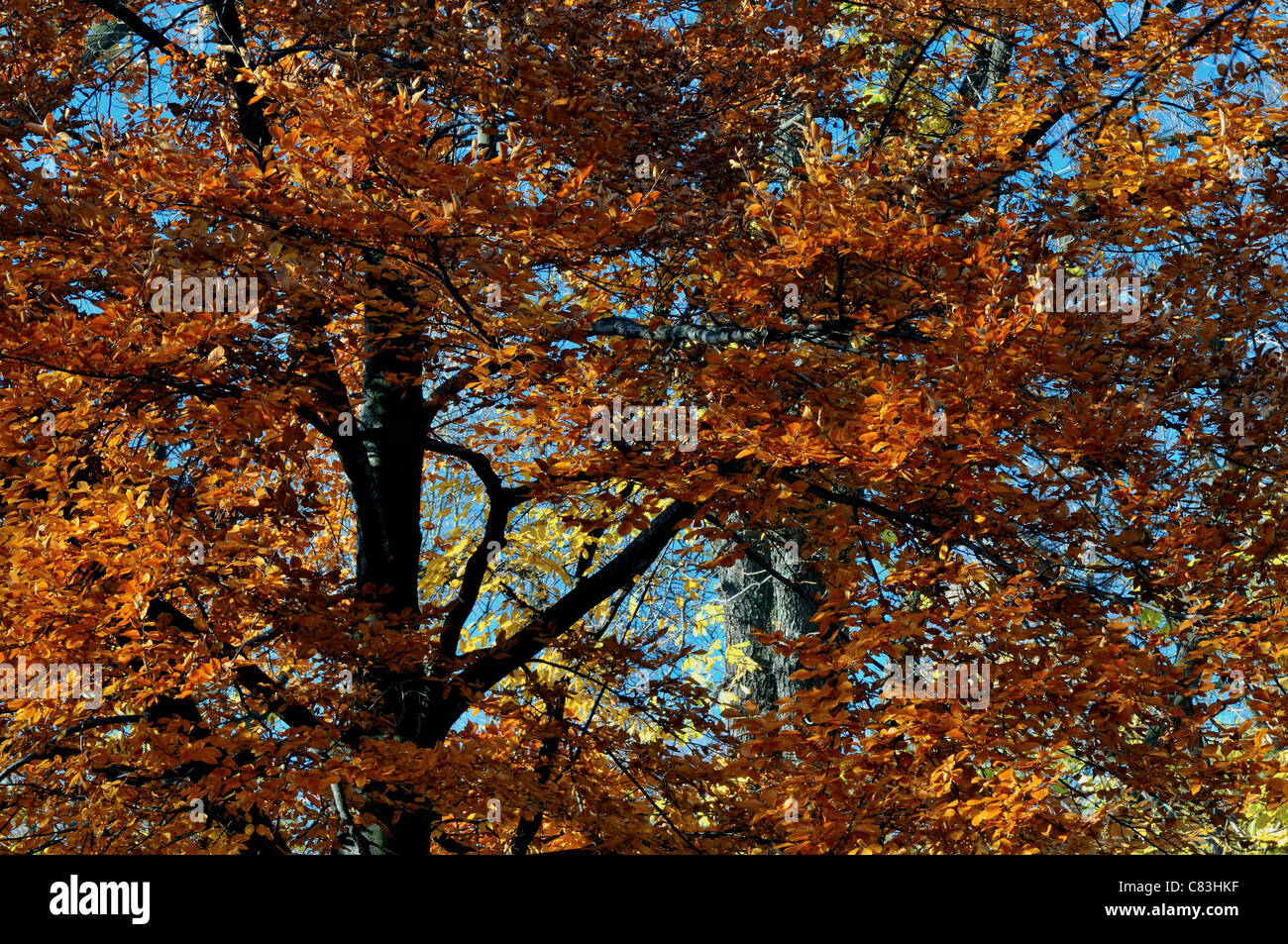 Autumn colors in the forest - late autumn in the European forest Stock ...