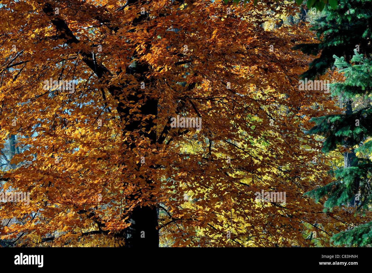 Autumn colors in the forest - late autumn in the European forest Stock ...