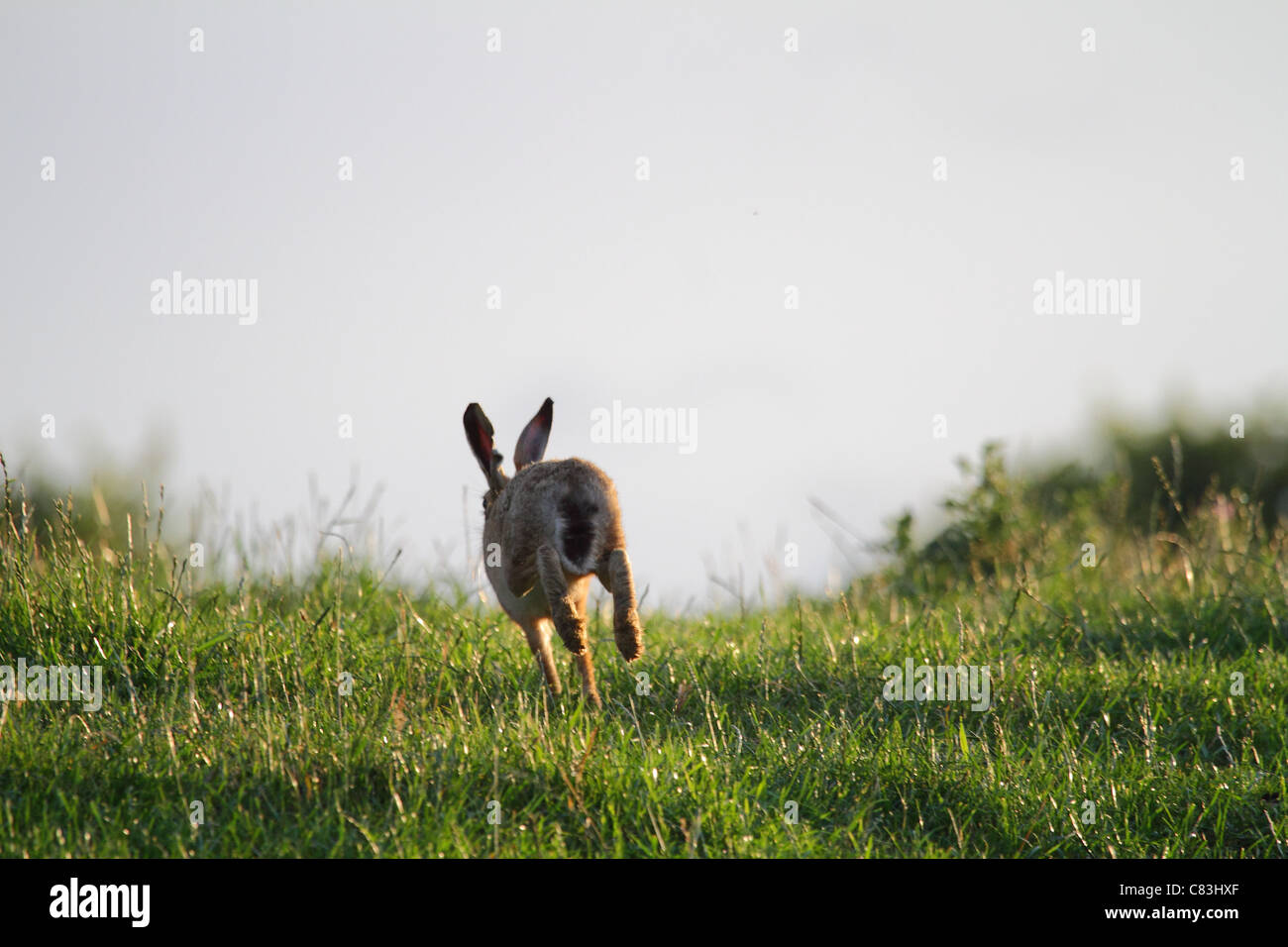 hare in field Stock Photo - Alamy