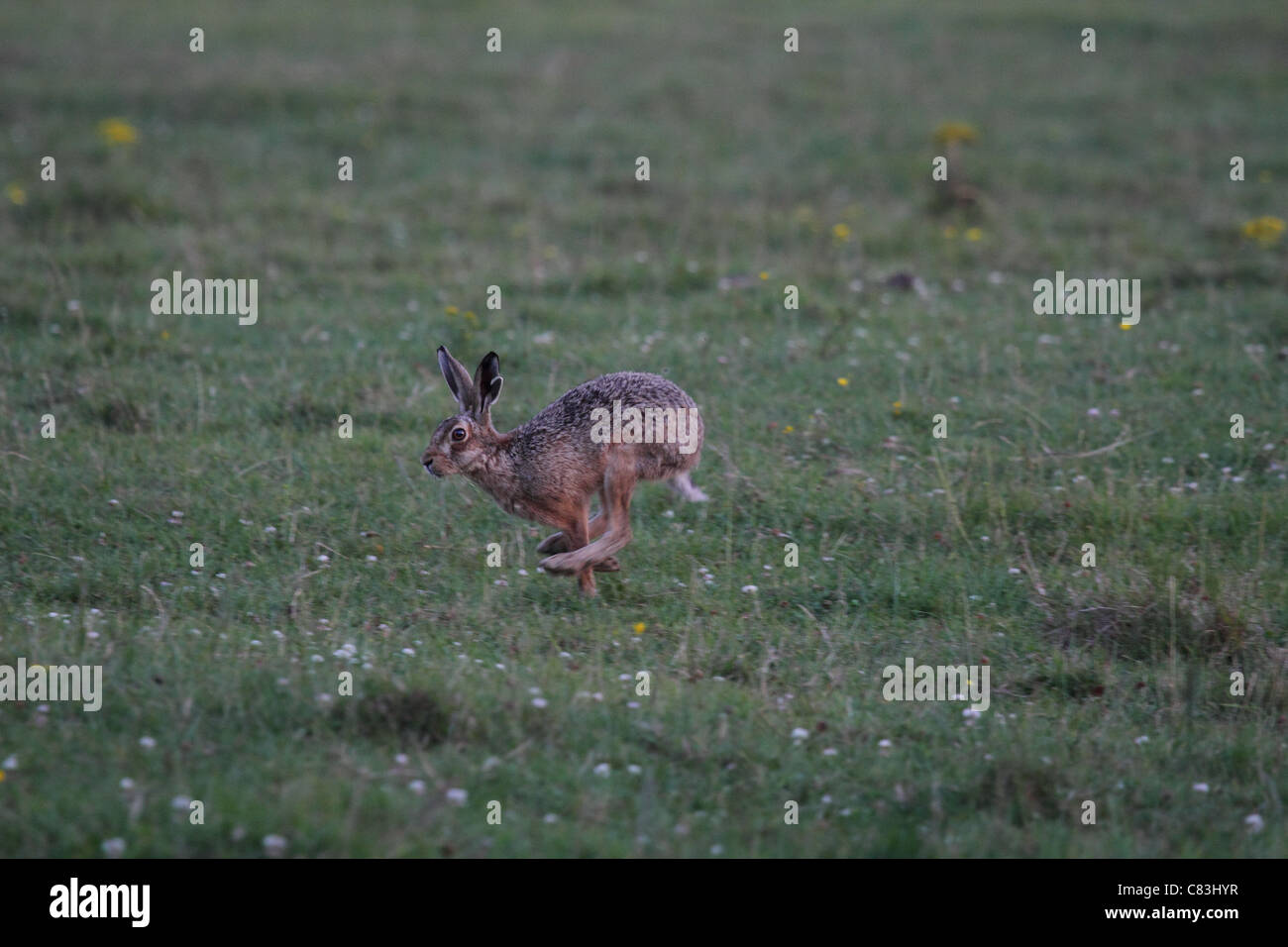 hare in field Stock Photo - Alamy