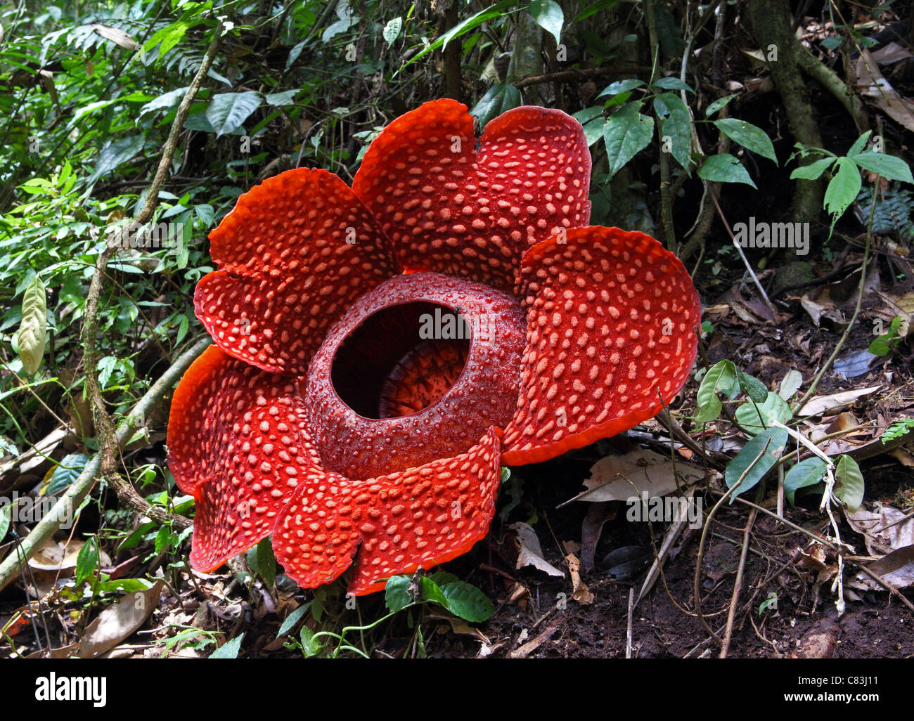 Rafflesia Arnoldii Stock Photos & Rafflesia Arnoldii Stock Images - Alamy