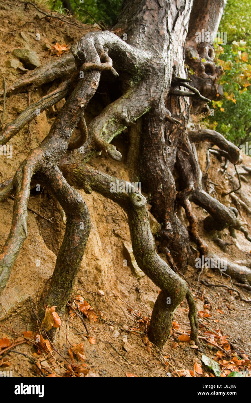Roots of a tree that are exposed and twisted Stock Photo - Alamy