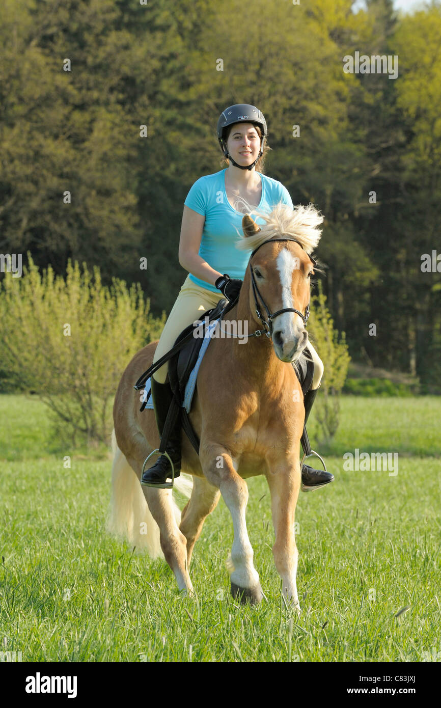 Young woman riding haflinger horse hi-res stock photography and images ...