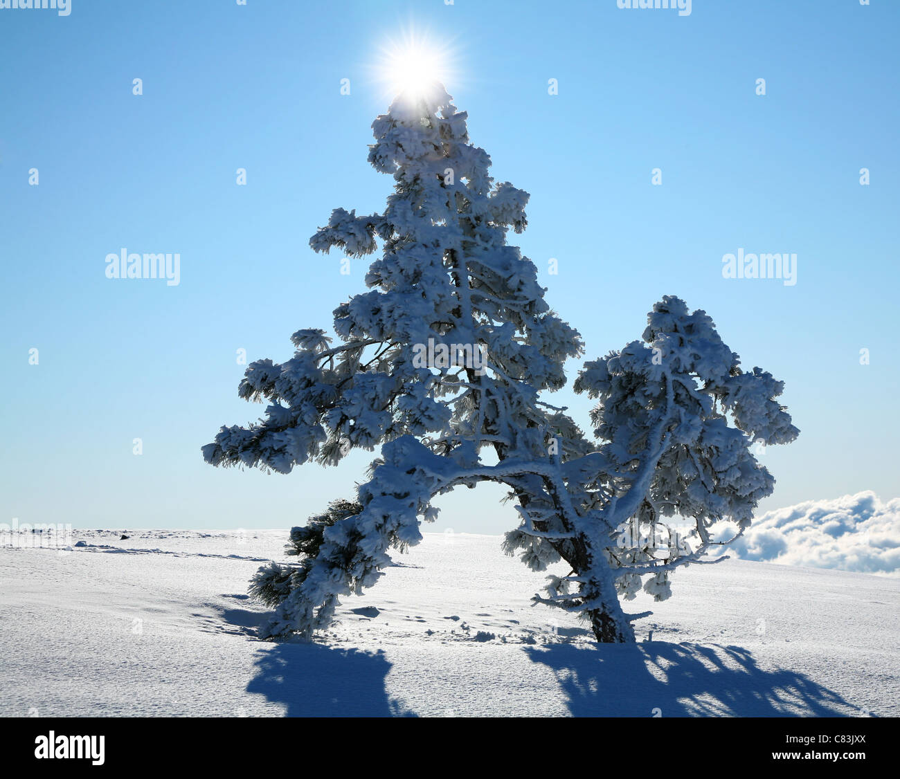 Christmas winter fir tree hi-res stock photography and images - Alamy