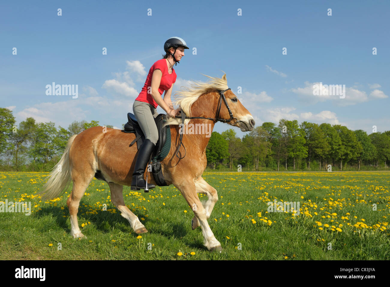 young woman riding on Haflinger horse Stock Photo - Alamy