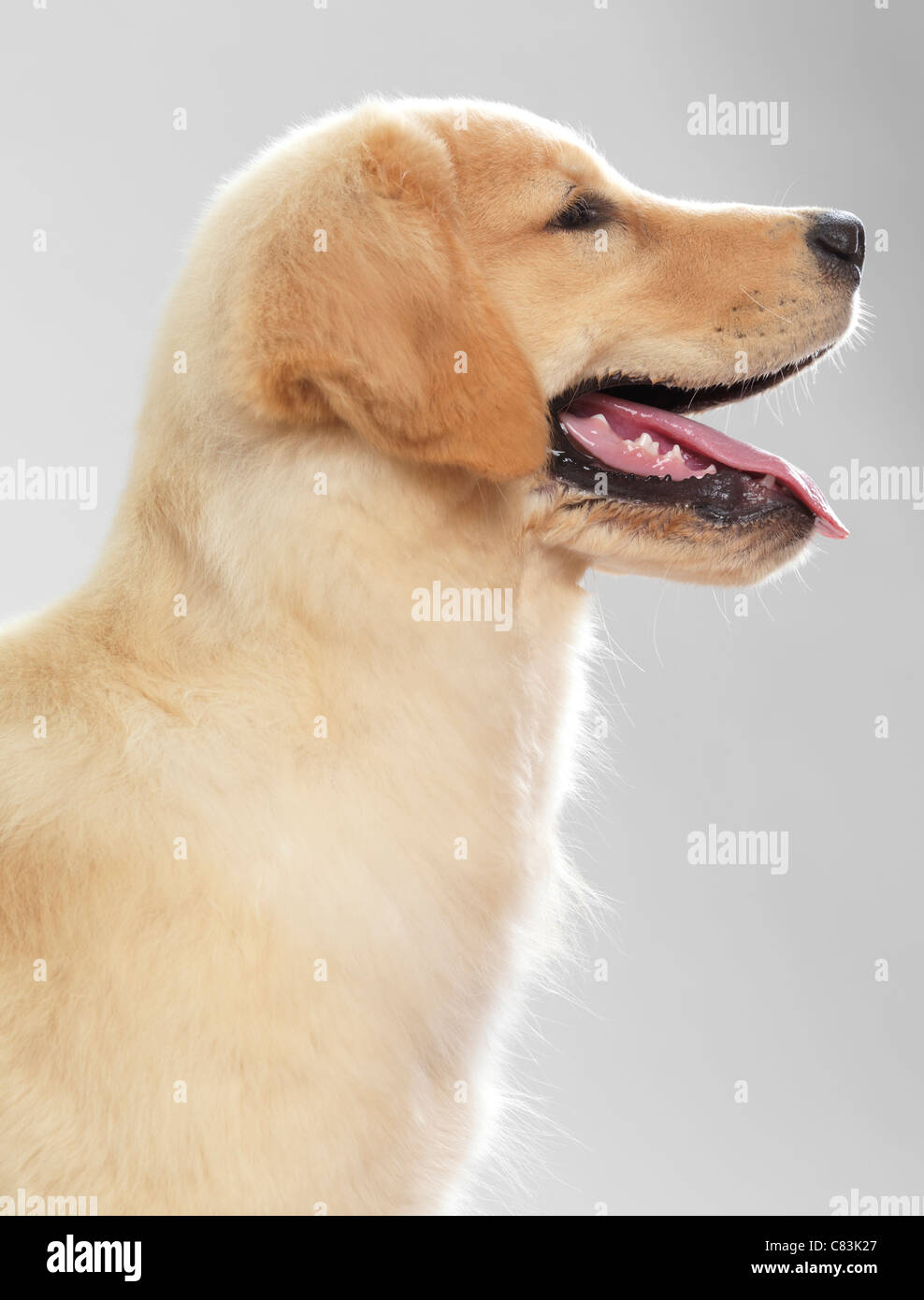 Puppy Profile High Resolution Stock Photography and Images - Alamy