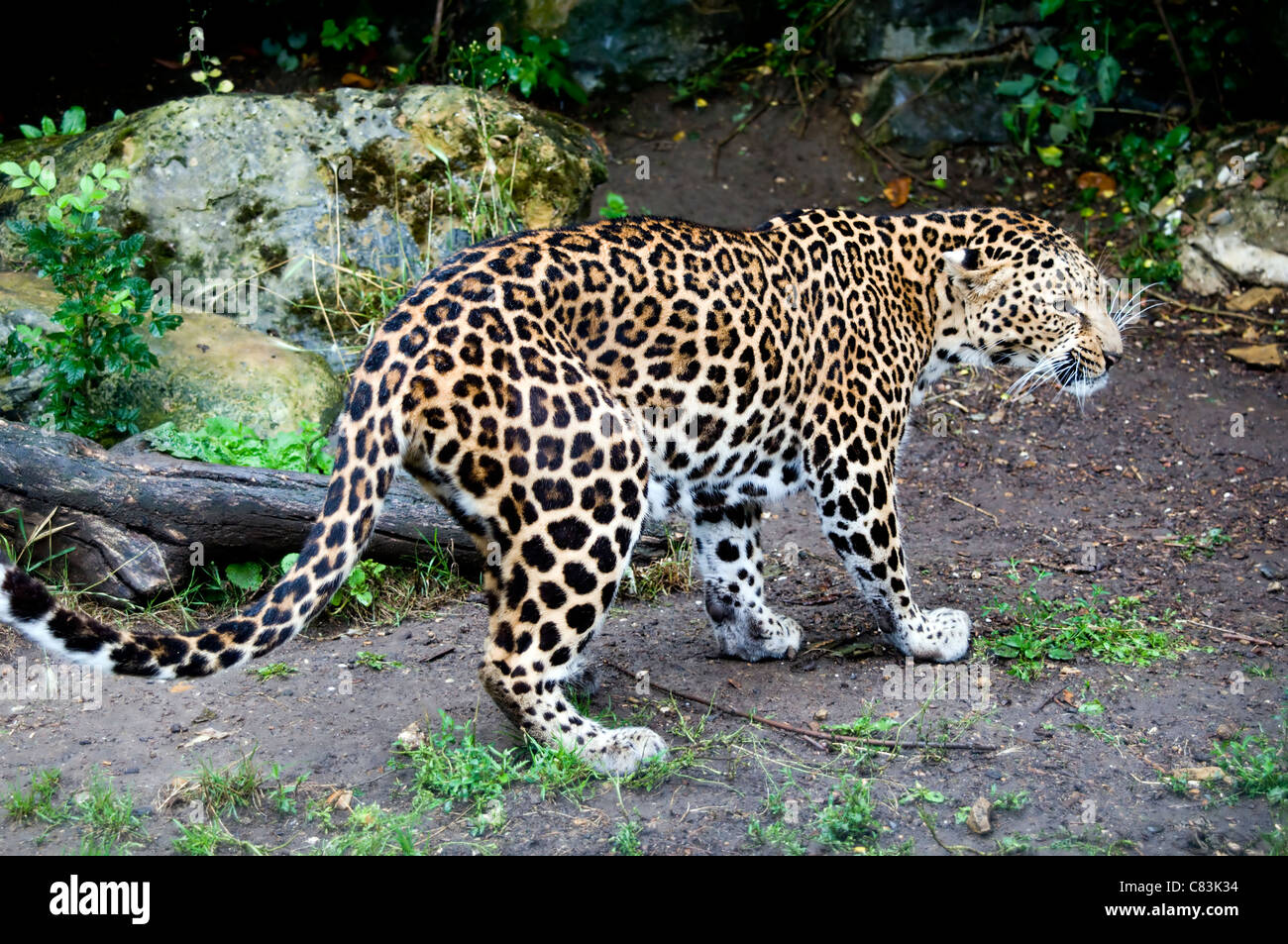 A Prowling Amur Leopard - Panthera pardus orientalis Stock Photo - Alamy