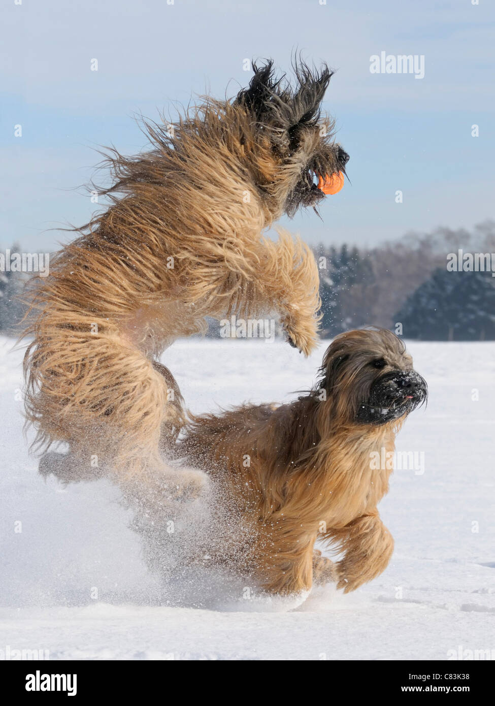 two Briard dogs - playing in snow Stock Photo - Alamy