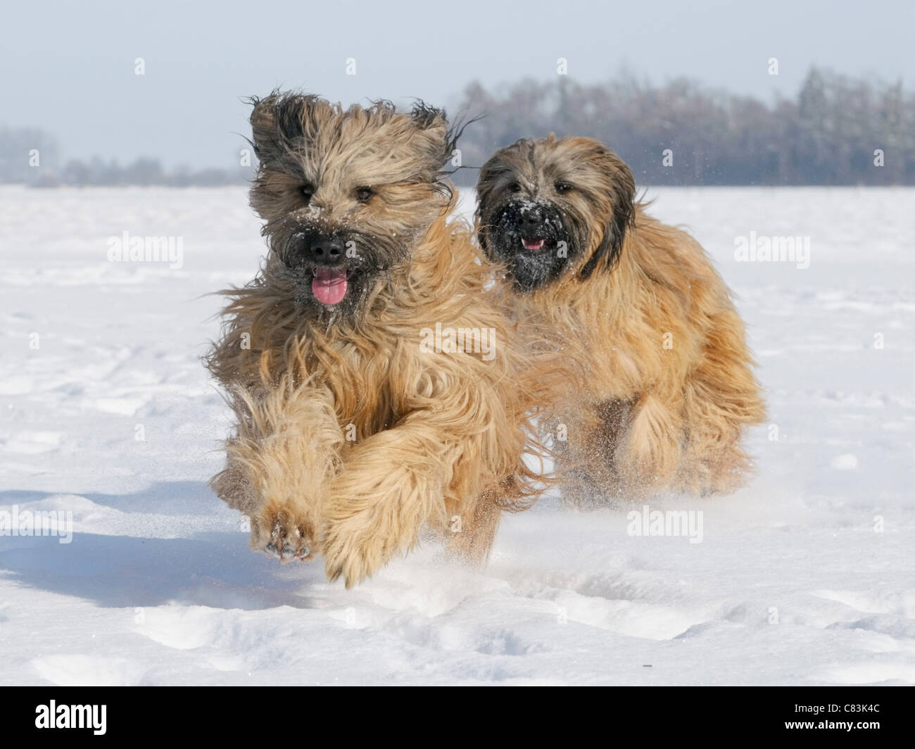 two Briard dogs - running in snow Stock Photo - Alamy