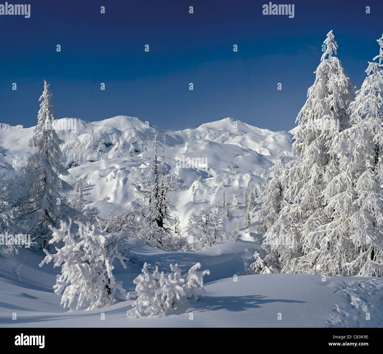 Frozen pine trees in winter. Triglav National park in Slovenia Stock ...