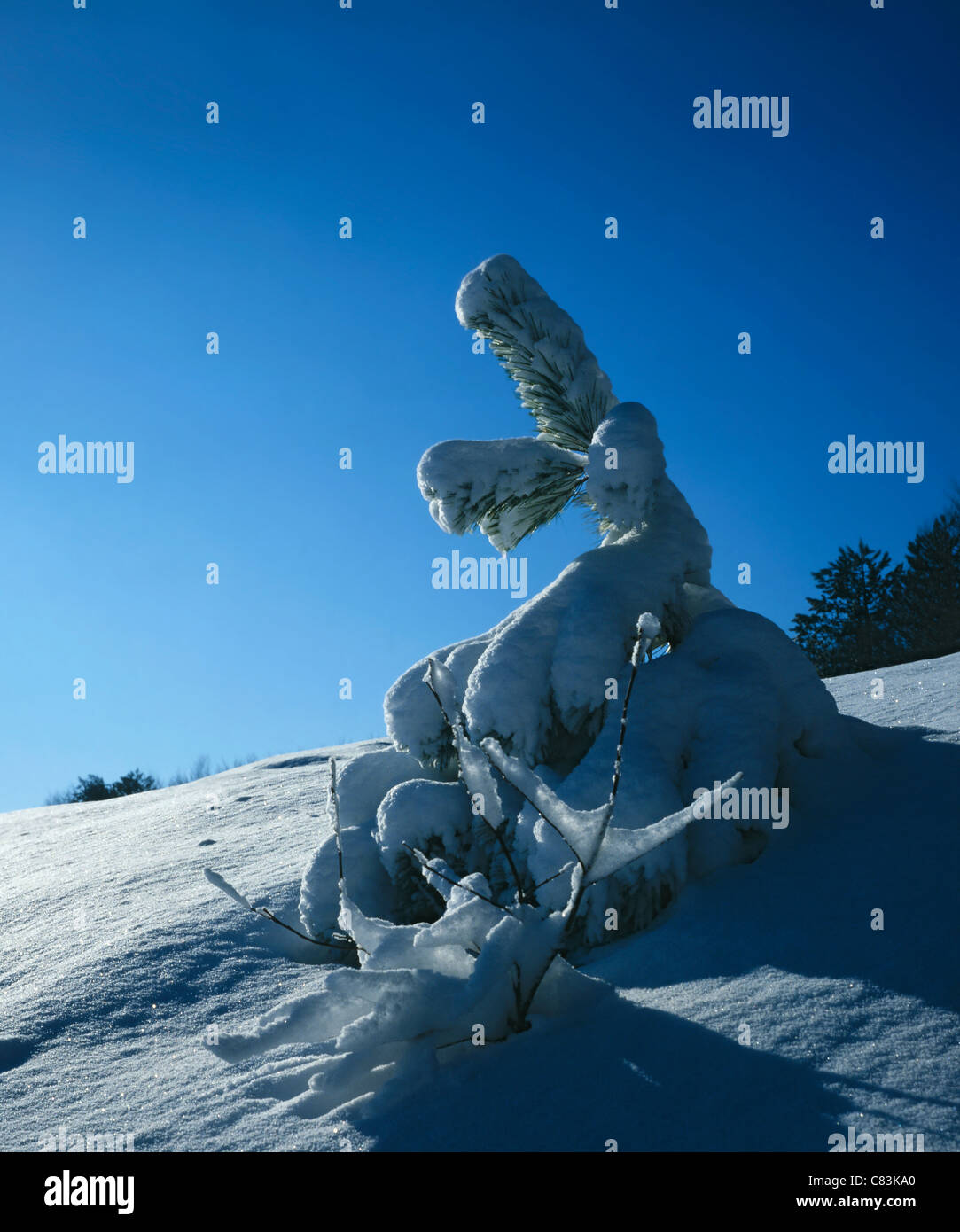 Blue pine tree hi-res stock photography and images - Alamy