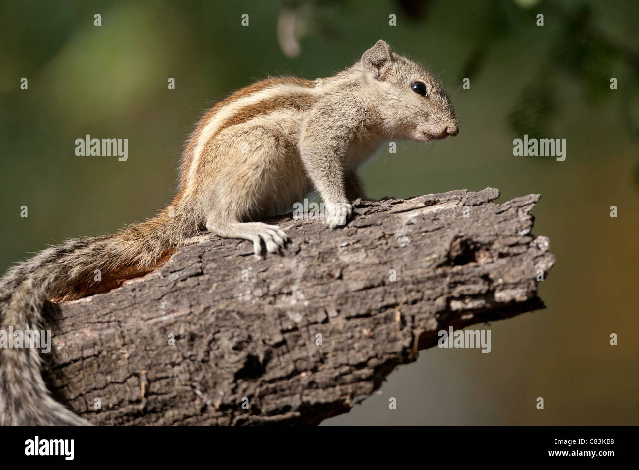 Northern palm squirrels funambulus pennantii hi-res stock photography ...