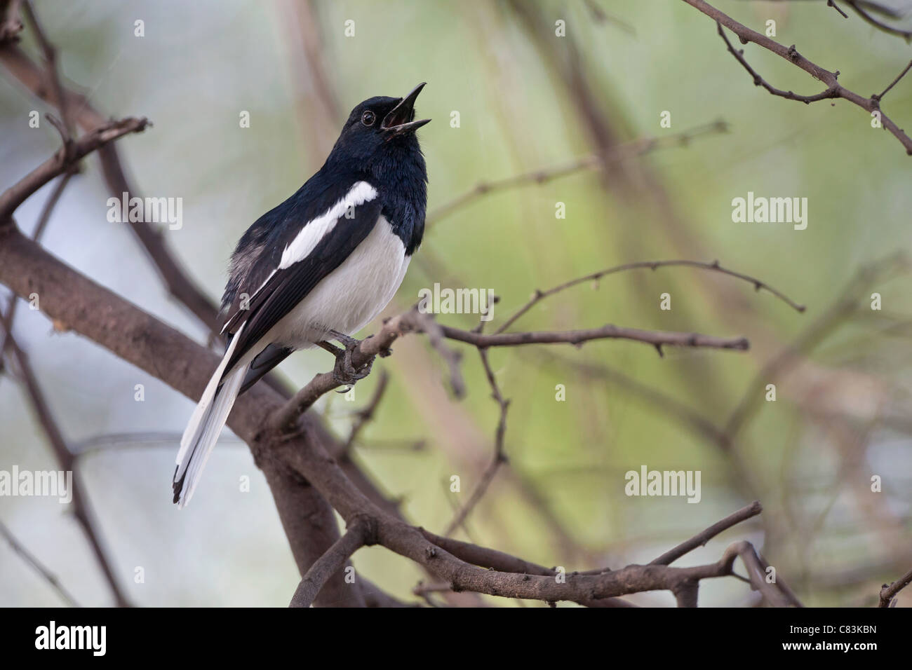 Oriental Magpie Robin (male) / Cpsychus saularis Stock Photo - Alamy