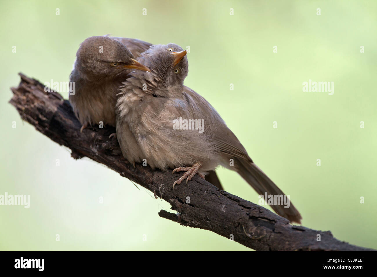Birds cleaning feathers hi-res stock photography and images - Alamy