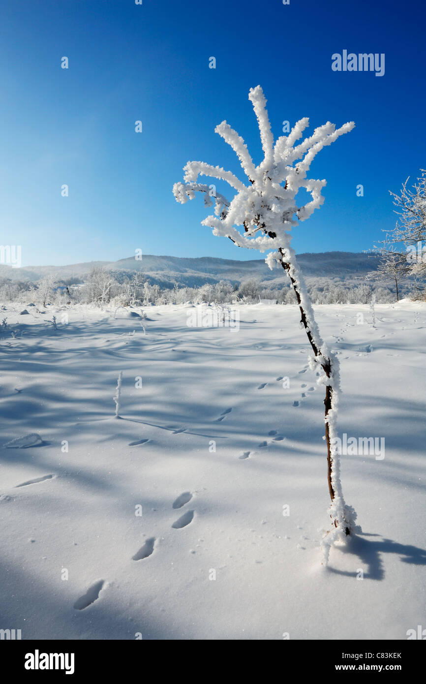 December flower hi-res stock photography and images - Alamy