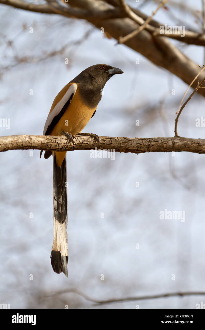 Rufous treepies on branch hi-res stock photography and images - Alamy
