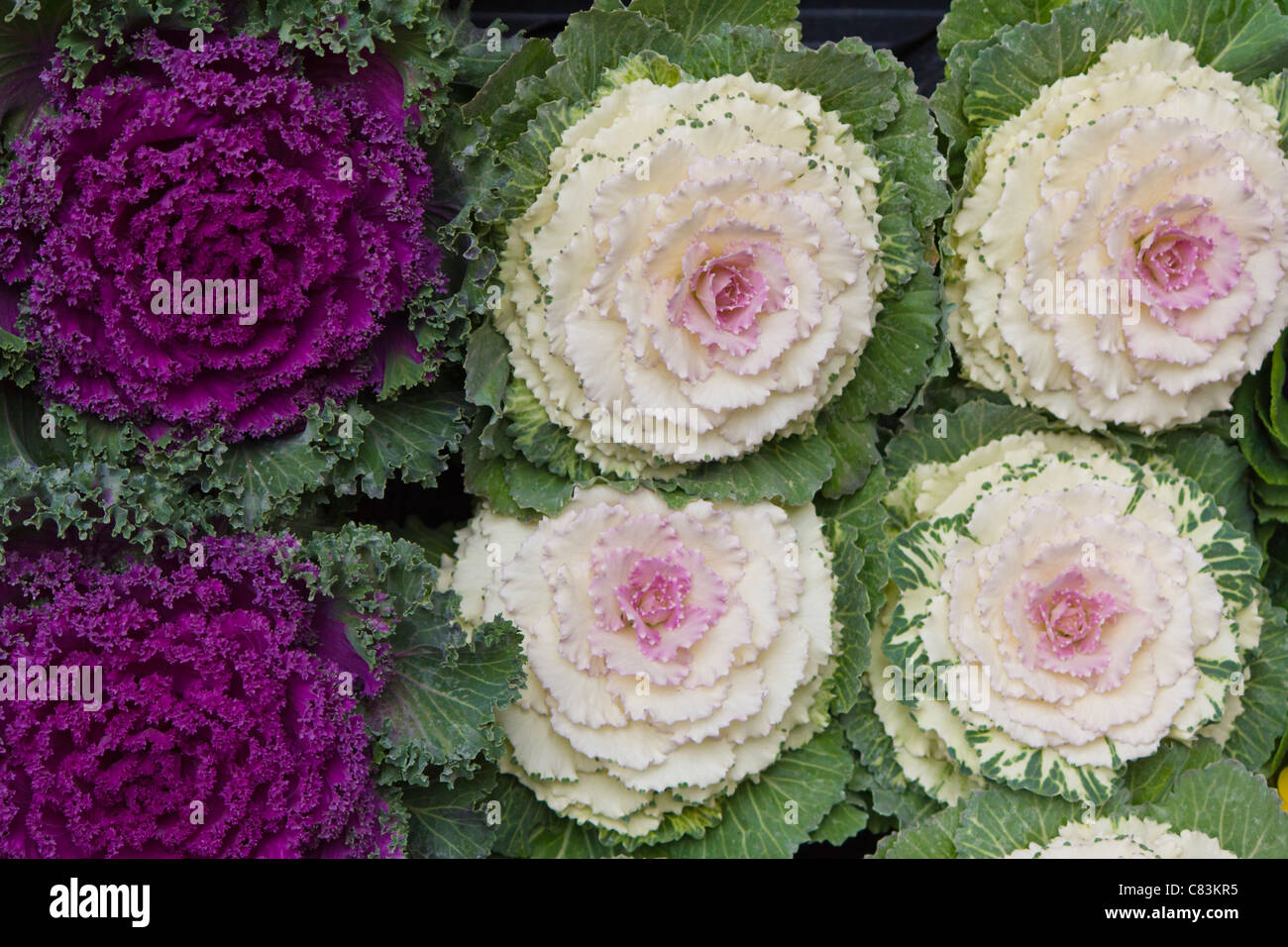 Cabbage at a market stall in Borough Market Stock Photo - Alamy