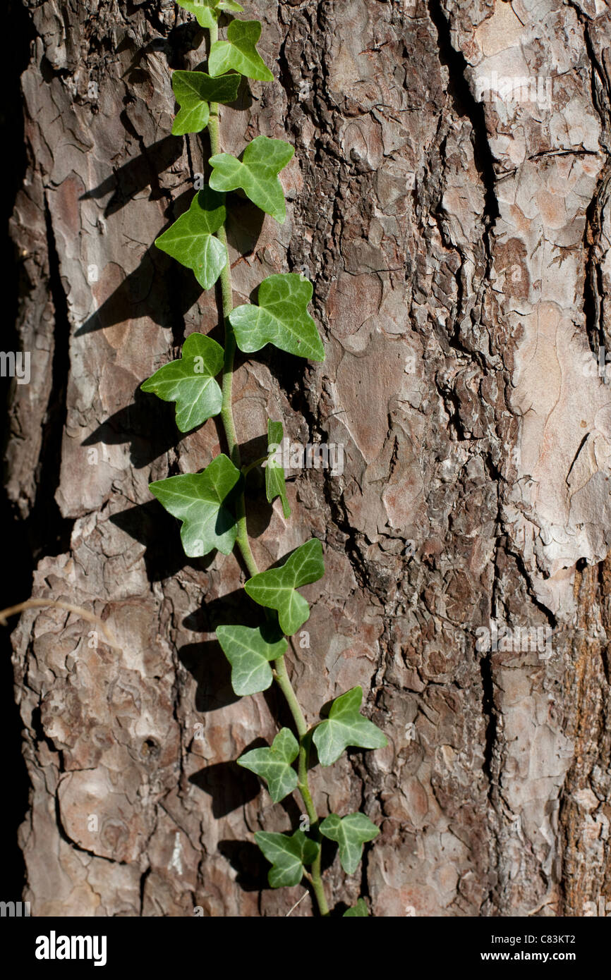 Wrapping vine hi-res stock photography and images - Alamy