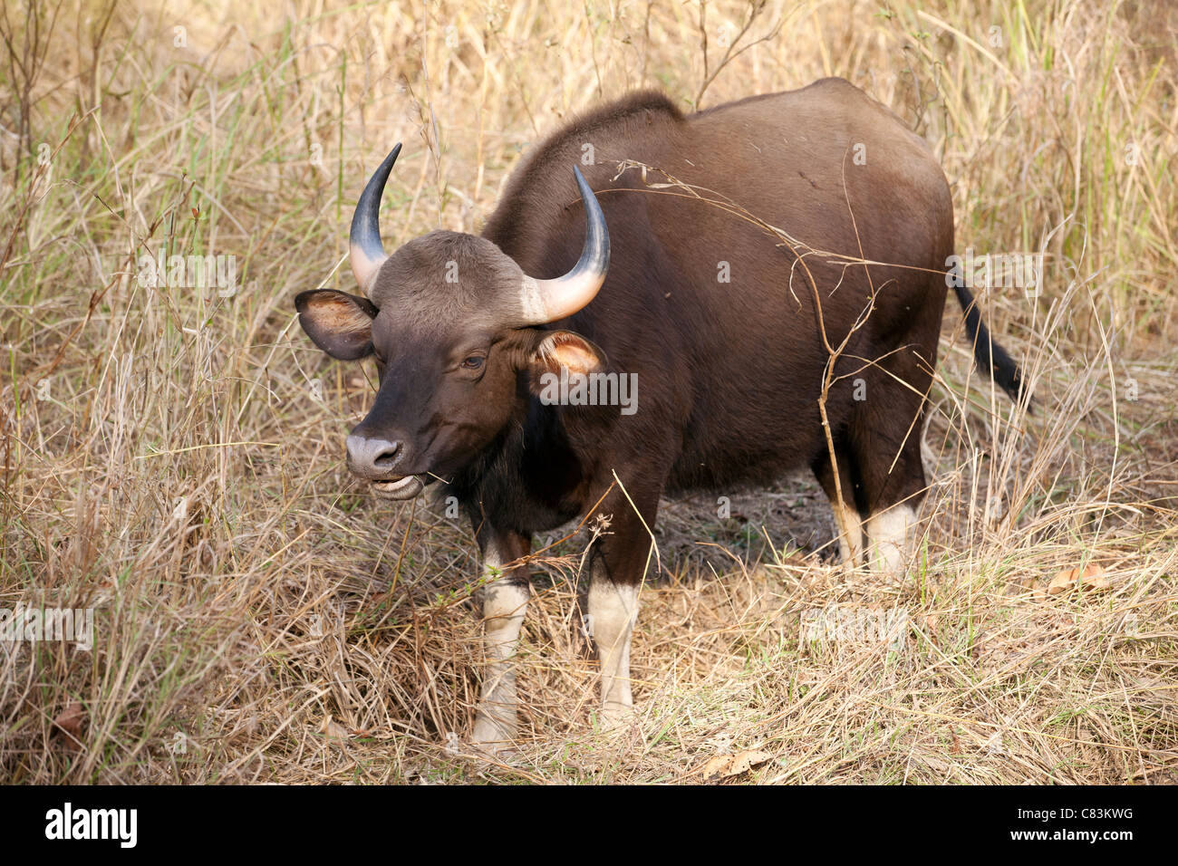 gaur - standing / Bos gaurus Stock Photo - Alamy
