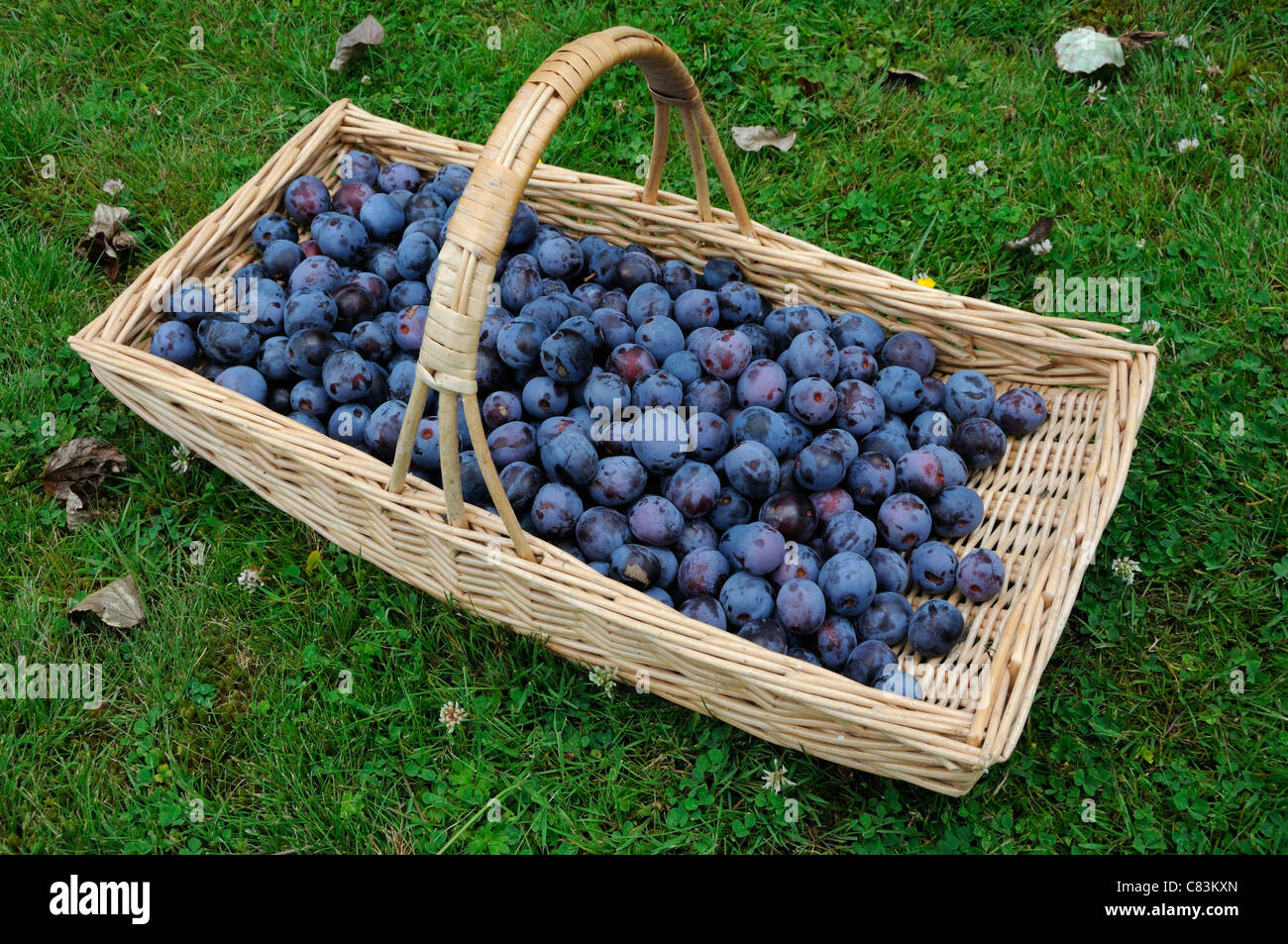 Bullace Plums High Resolution Stock Photography and Images - Alamy